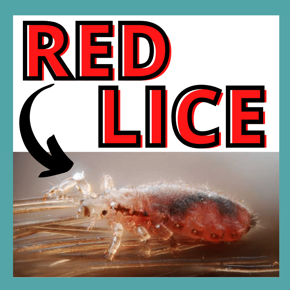 Red Lice Why Are Some Head Lice Red My Lice Advice Red Lice Why Are Some Head Lice Red My Lice Advice